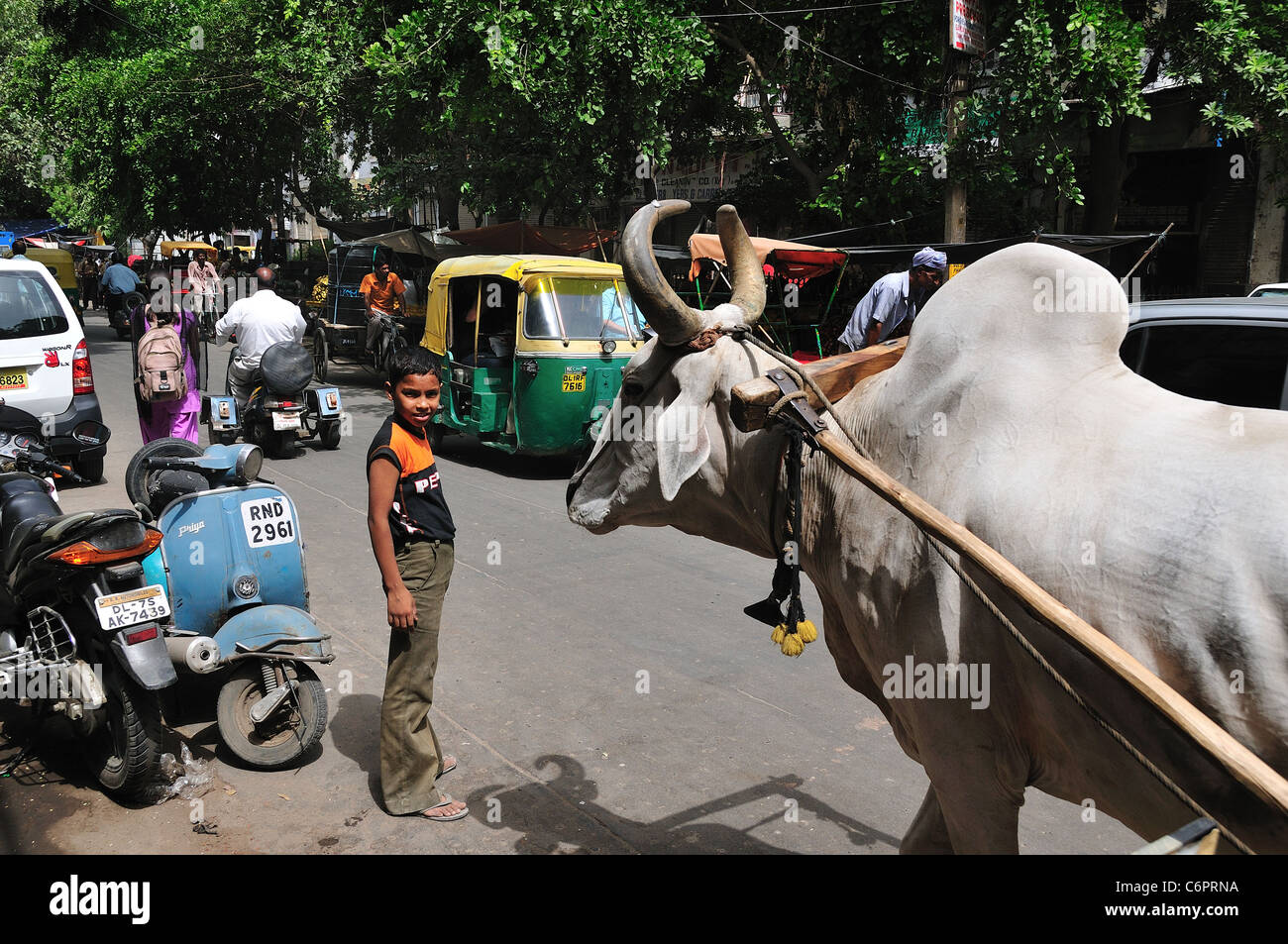 Cow on the street in New Delhi Stock Photo - Alamy