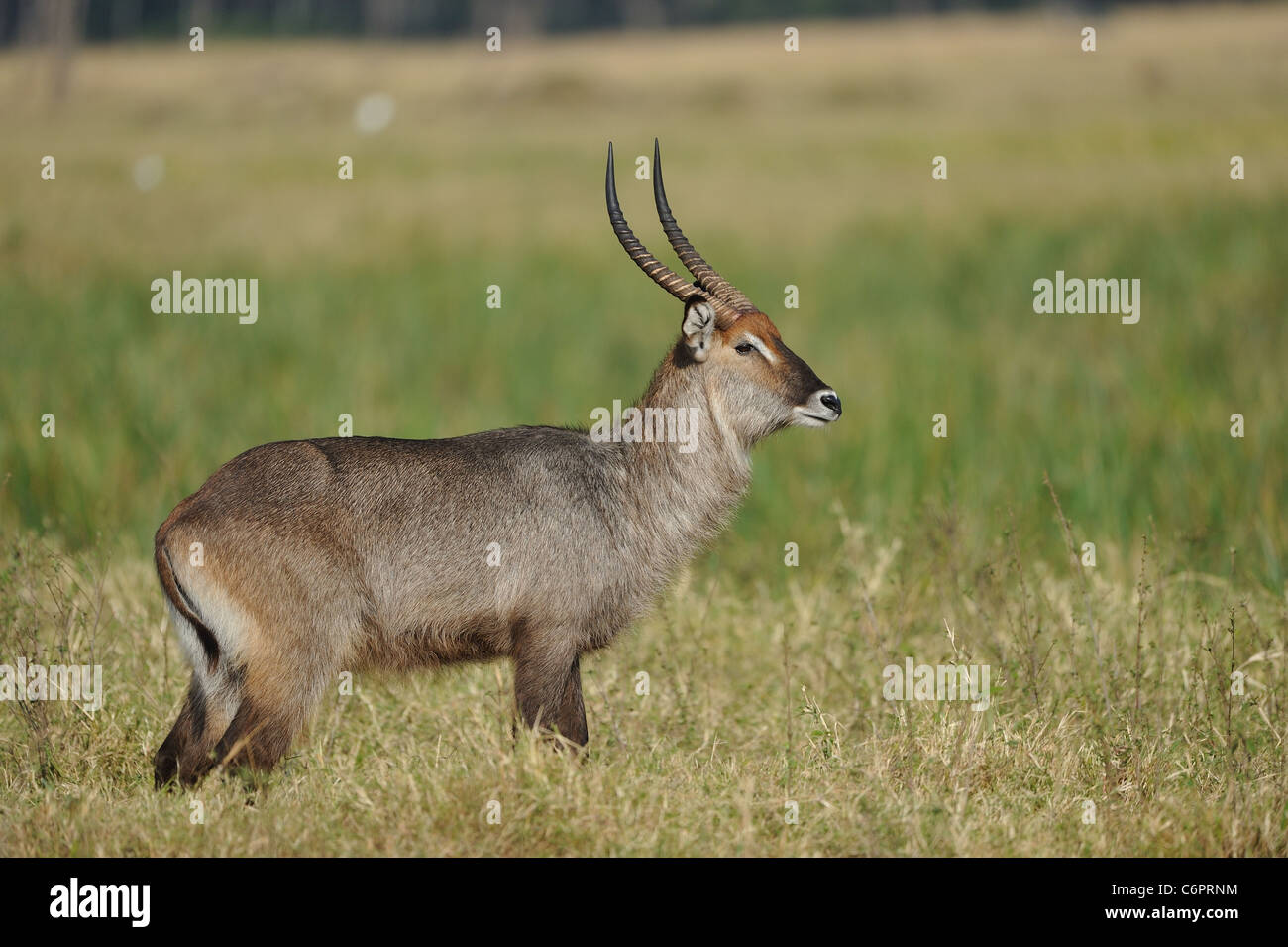 Defassa waterbuck (Kobus defassa) male standing in the grass at Masai ...