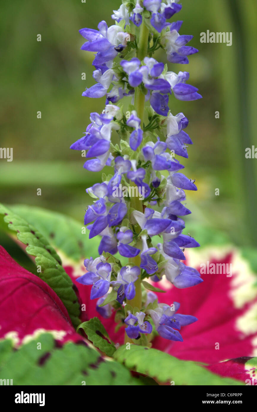 Coleus plant in flower Stock Photo - Alamy
