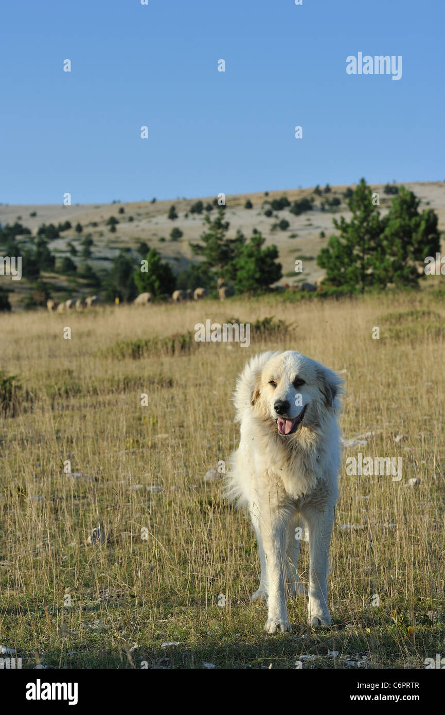 Pyrenean mountain dog - Great Pyrenees (Canis familiaris) guarding ...