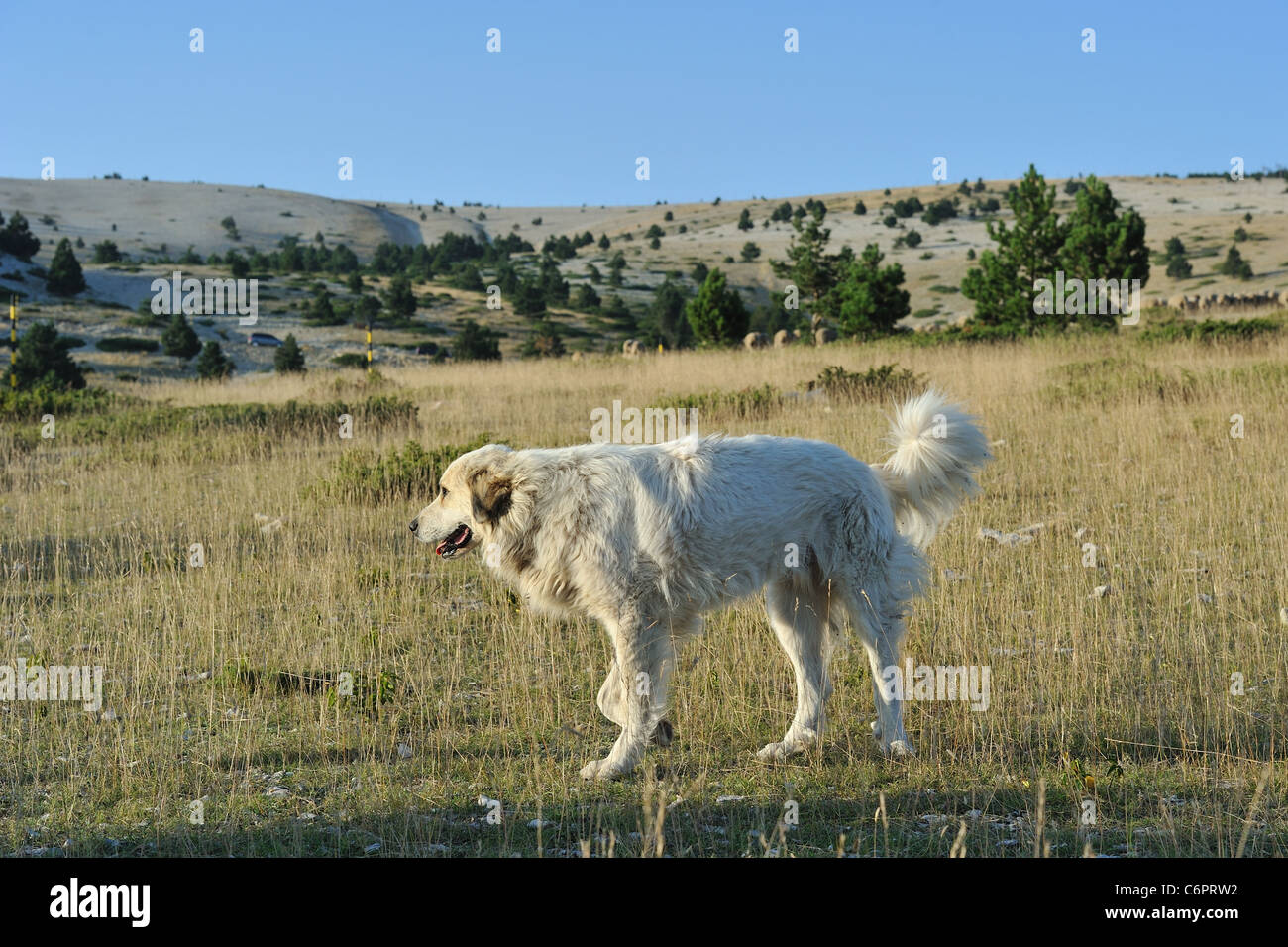 Pyrenean mountain dog - Great Pyrenees (Canis familiaris) guarding ...