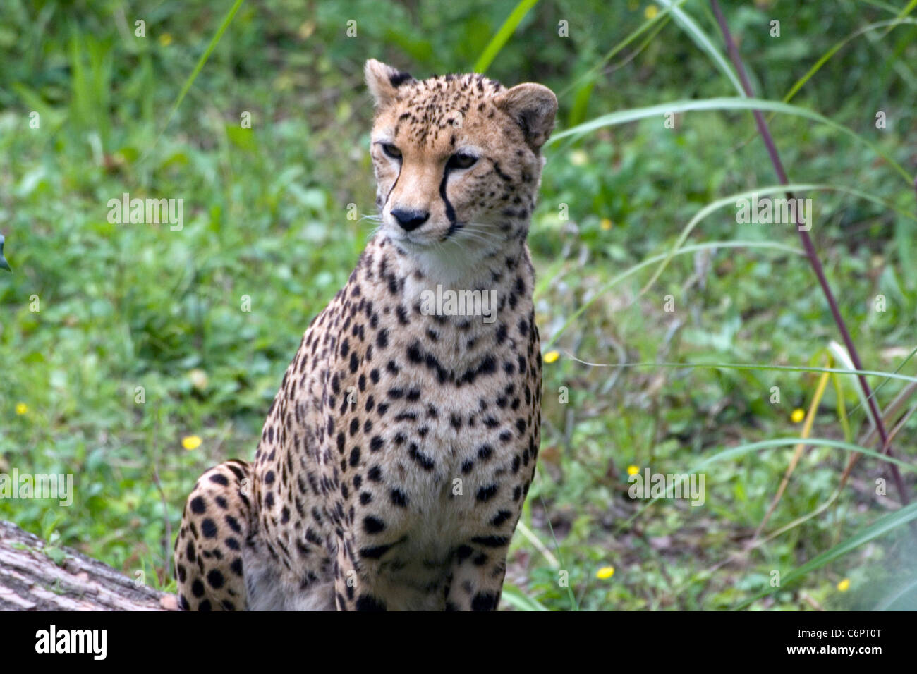 Cheetah at Chester Zoo Stock Photo - Alamy