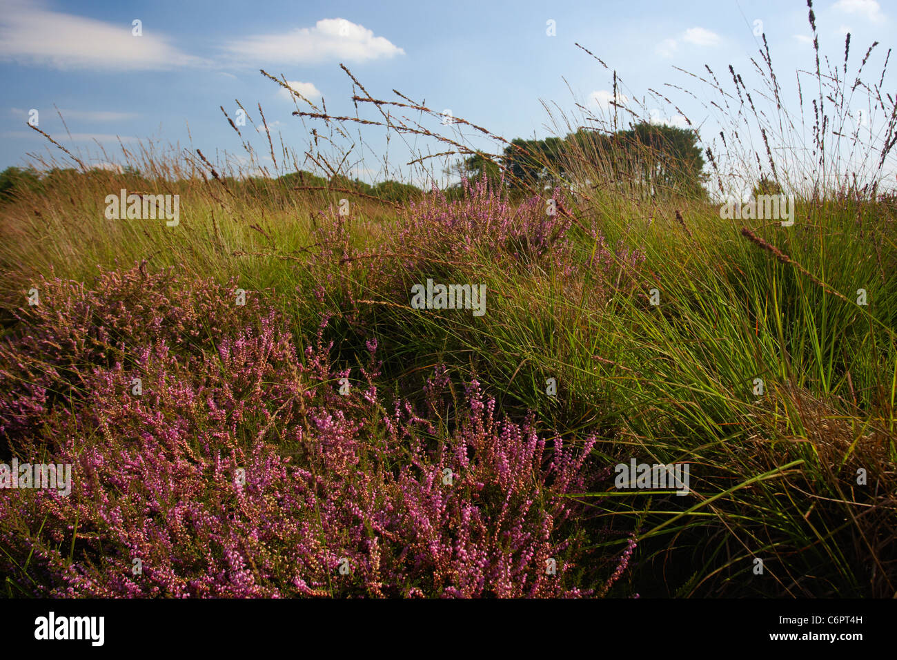 Flowering heather under a bright blue sky Stock Photo - Alamy