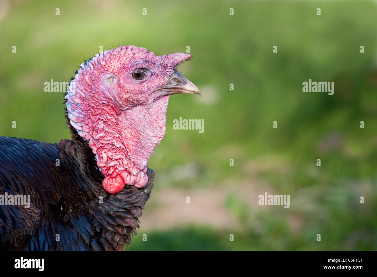 Bronze Turkey close up of Head and Wattle with copy space Stock Photo ...