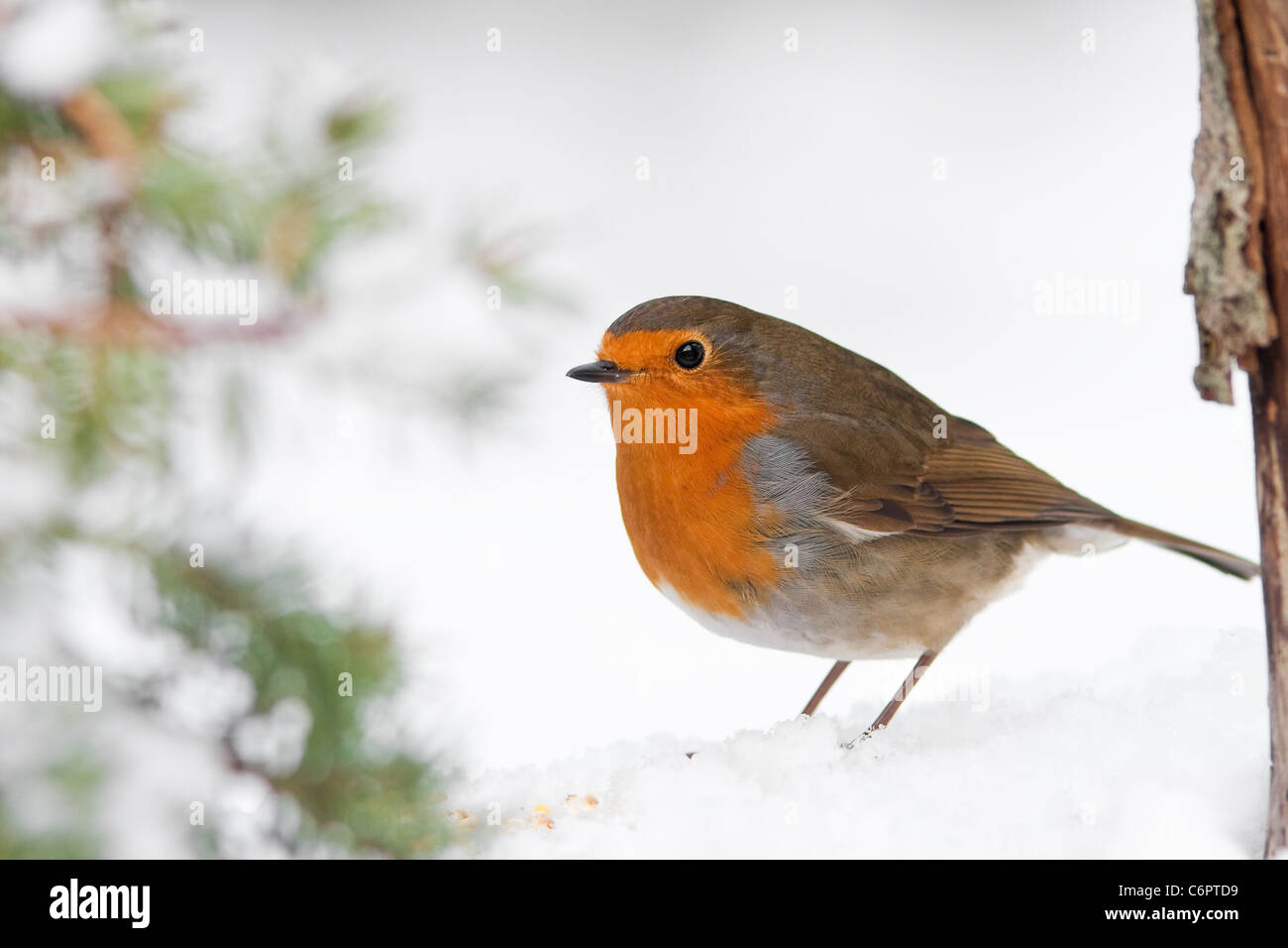 Robin redbreast christmas hi-res stock photography and images - Alamy