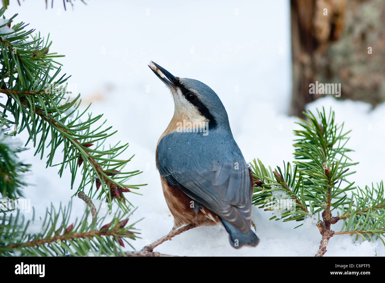 Winter feed for nuthatch hi-res stock photography and images - Alamy