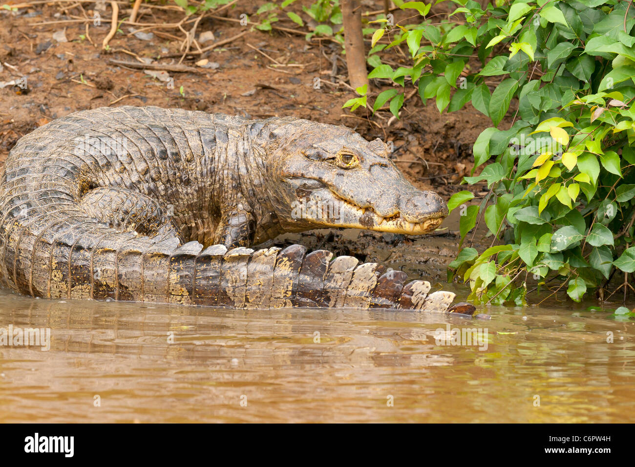 Amazon rainforest river and alligators hi-res stock photography and ...