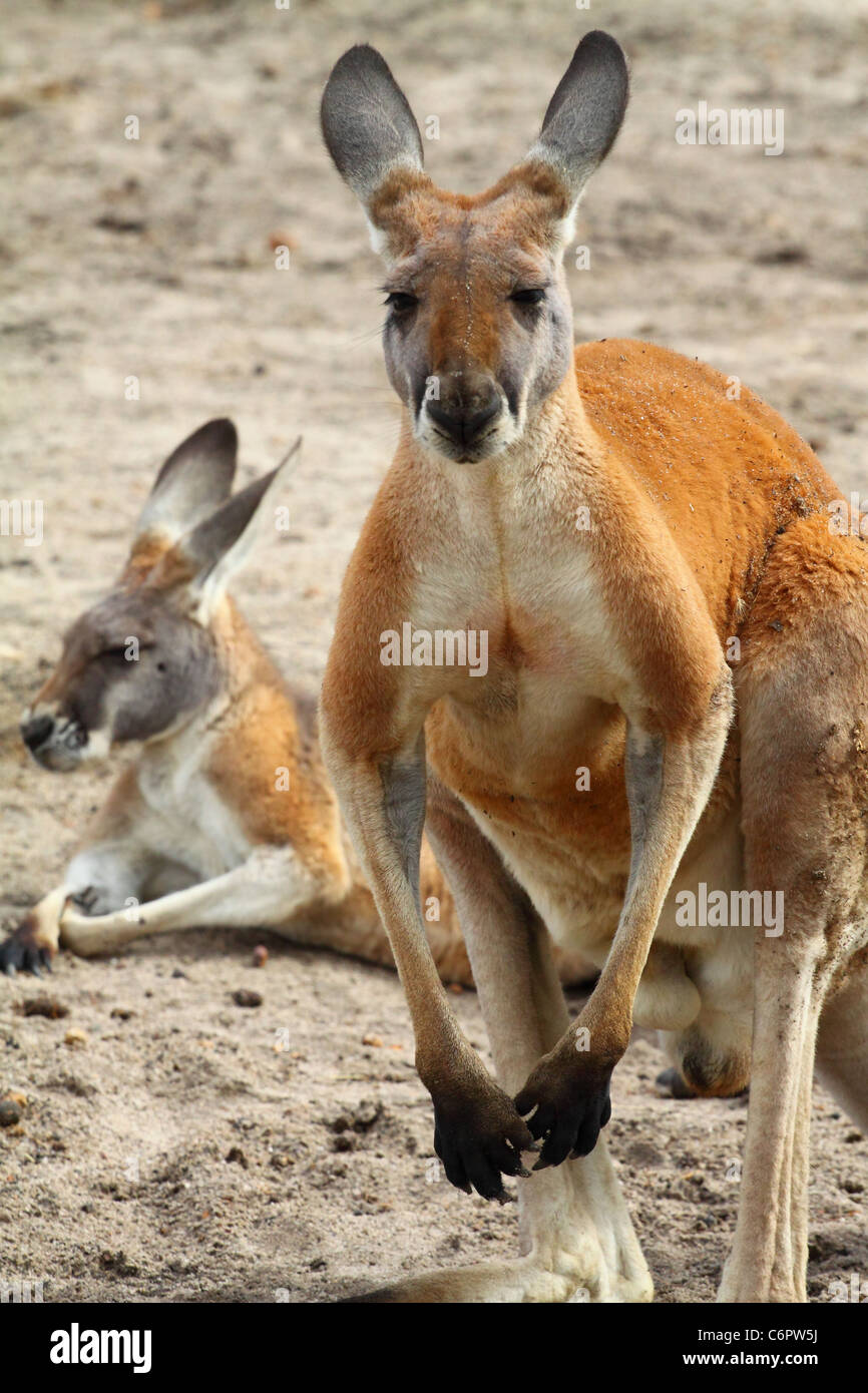 Kangaroo in Australia Stock Photo - Alamy