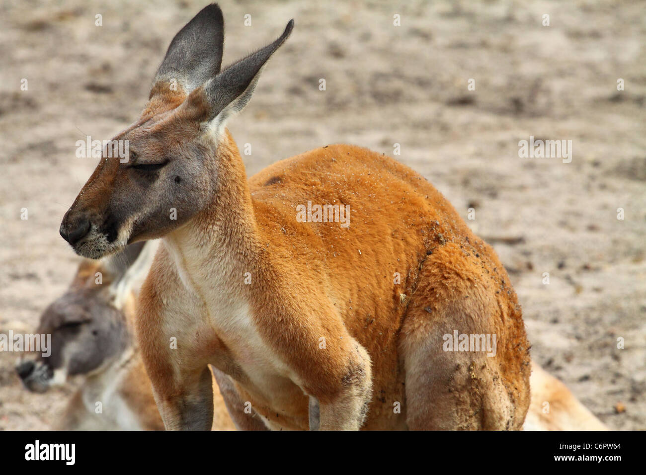 Kangaroo in Australia Stock Photo - Alamy