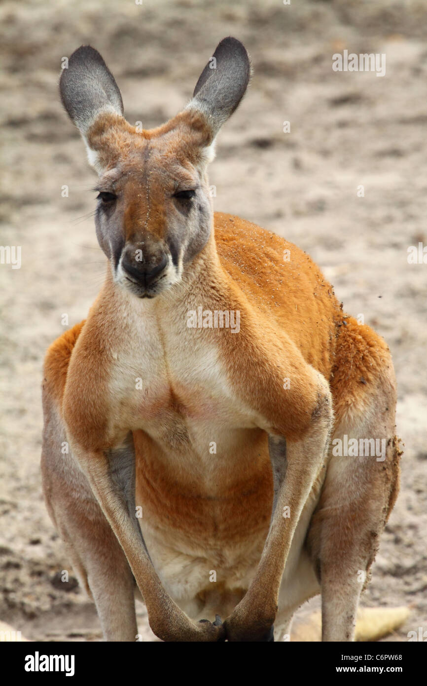 Kangaroo in Australia Stock Photo - Alamy