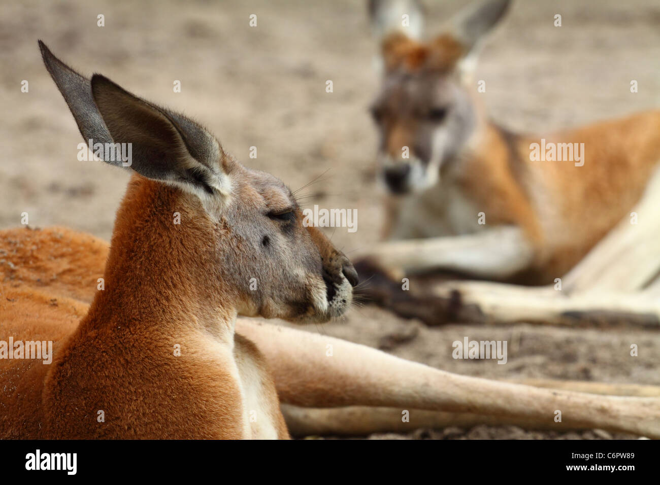 Kangaroo in Australia Stock Photo - Alamy