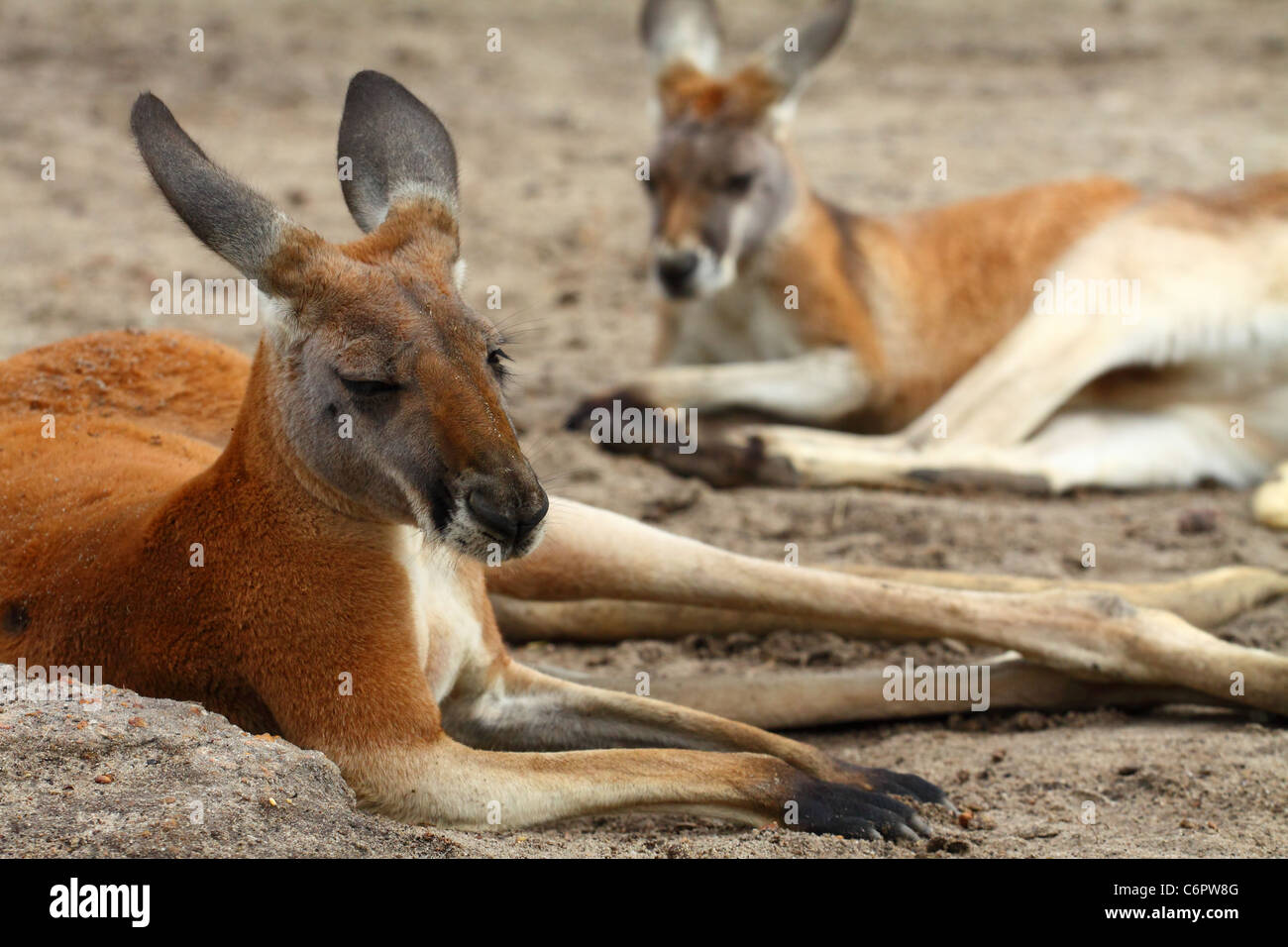 Kangaroo in Australia Stock Photo - Alamy