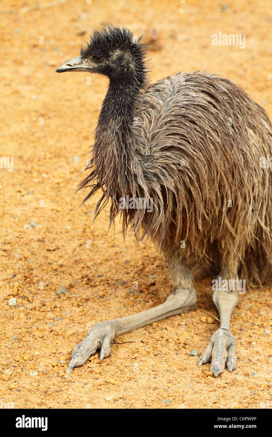 Big emu bird in the outskirts of Perth, Australia Stock Photo - Alamy
