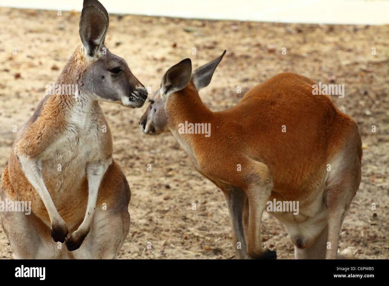 Kangaroo in Australia Stock Photo - Alamy