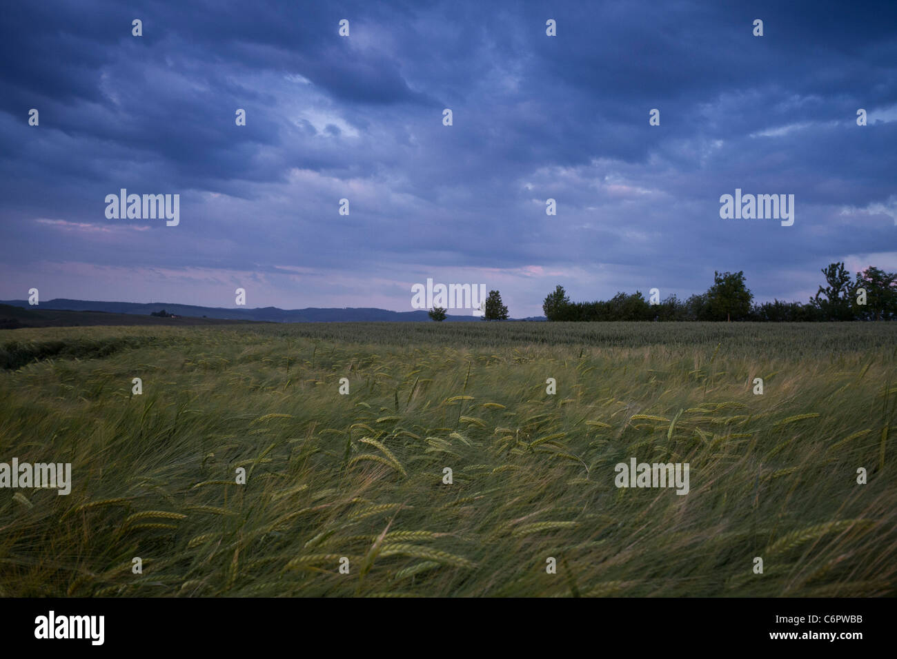 grainfield with cloudy sky and trees in background Stock Photo - Alamy