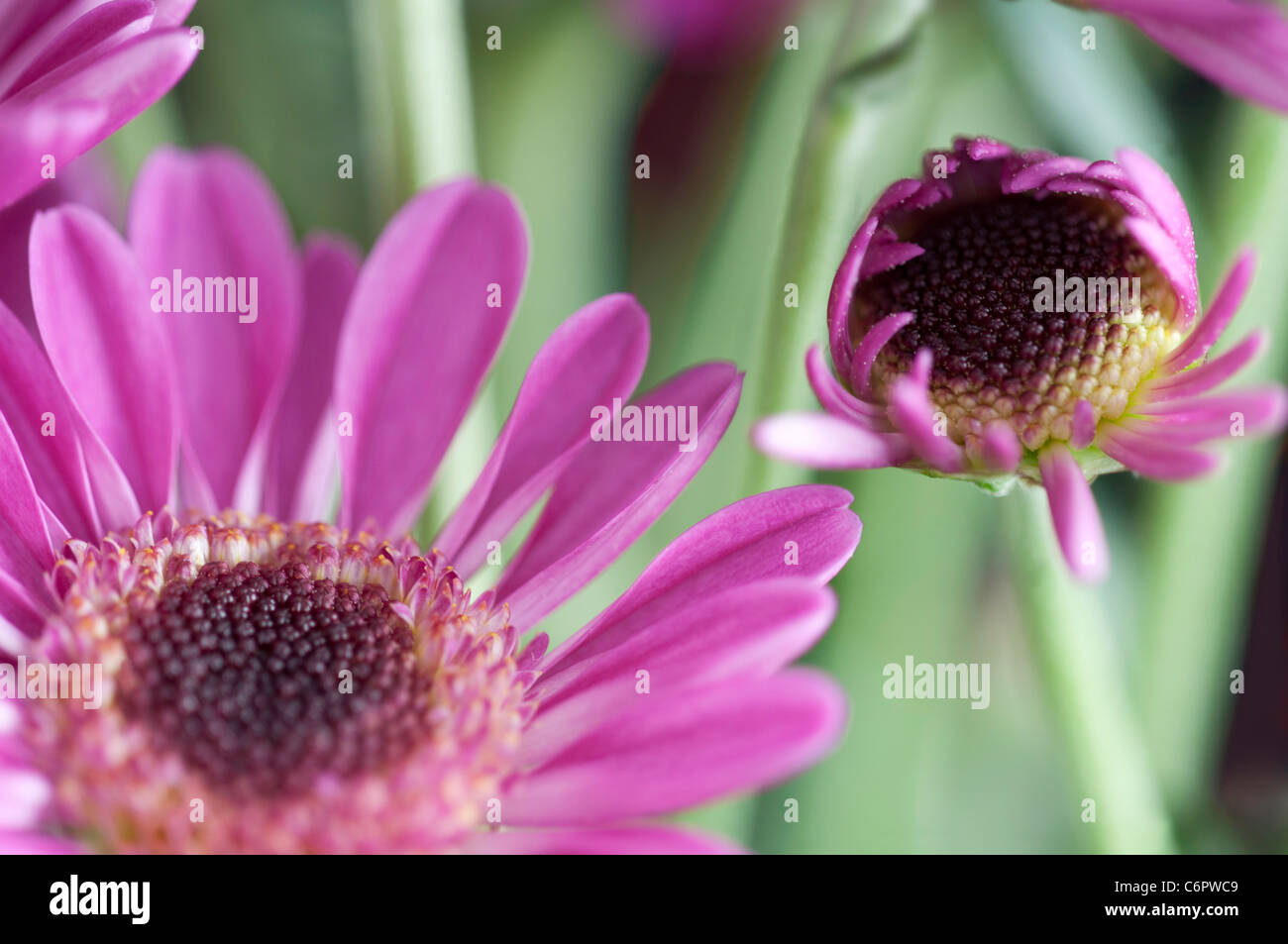 Purple open flower hi-res stock photography and images - Alamy