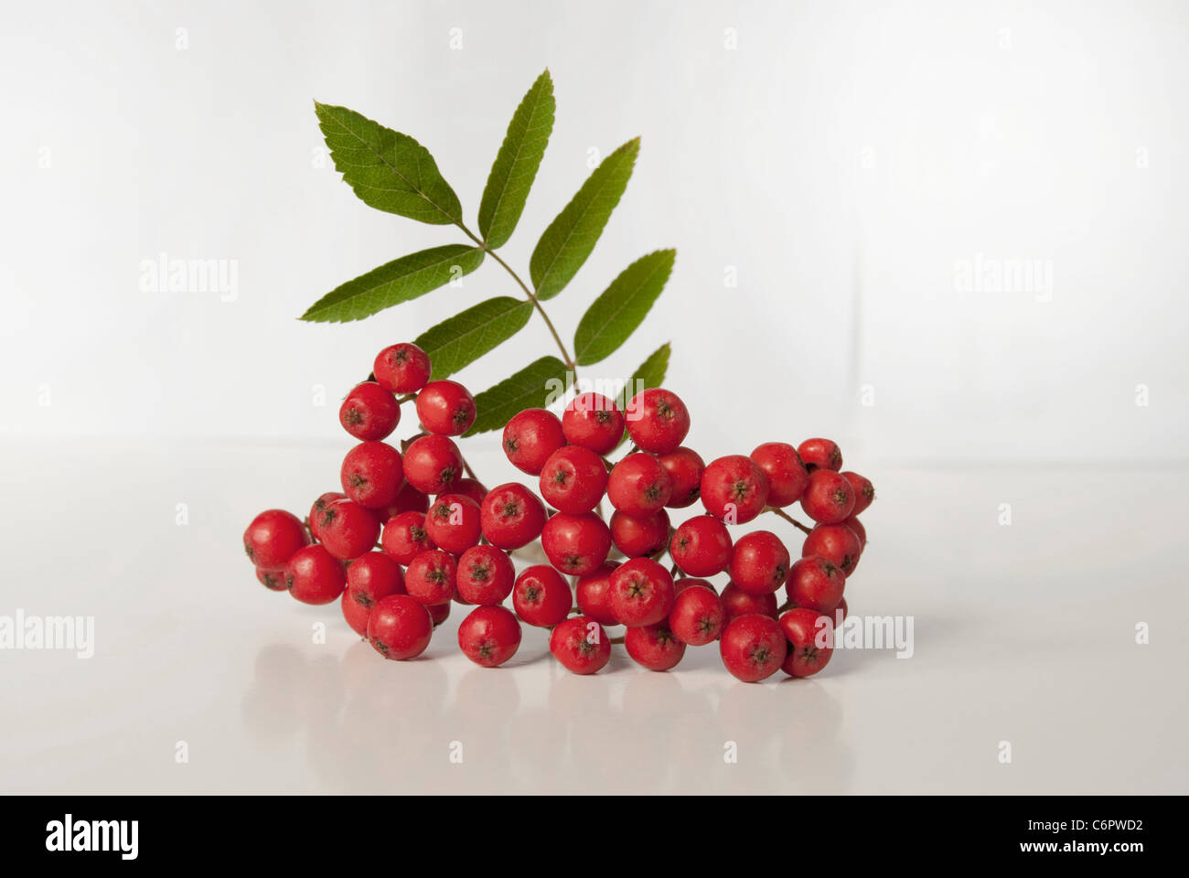 Twig from rowan tree against light background Stock Photo - Alamy