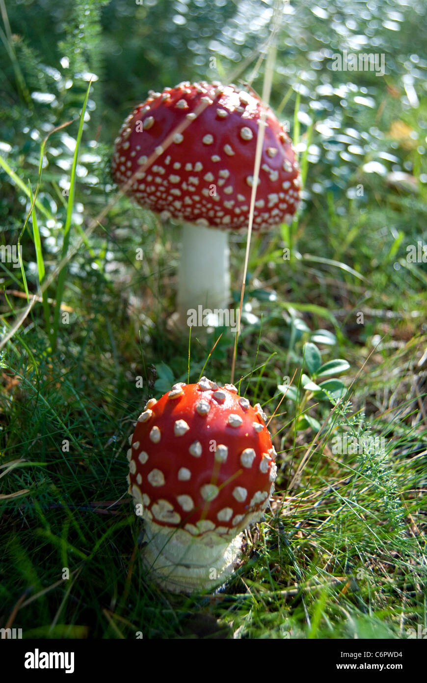 Two Poisonous Toadstools in late summer. Sorsele - Sweden Stock Photo ...
