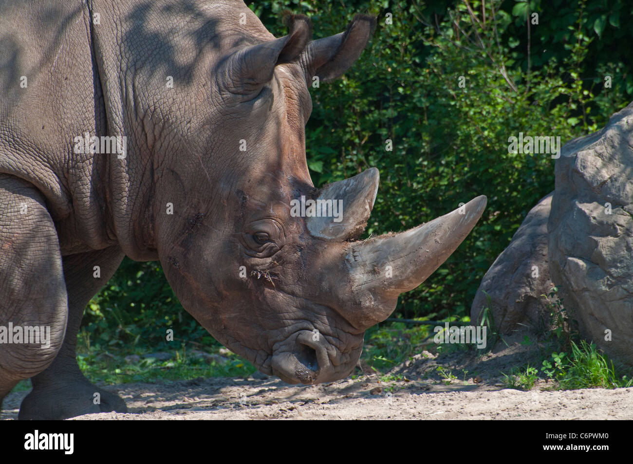 Mammal rhinoceros hi-res stock photography and images - Alamy