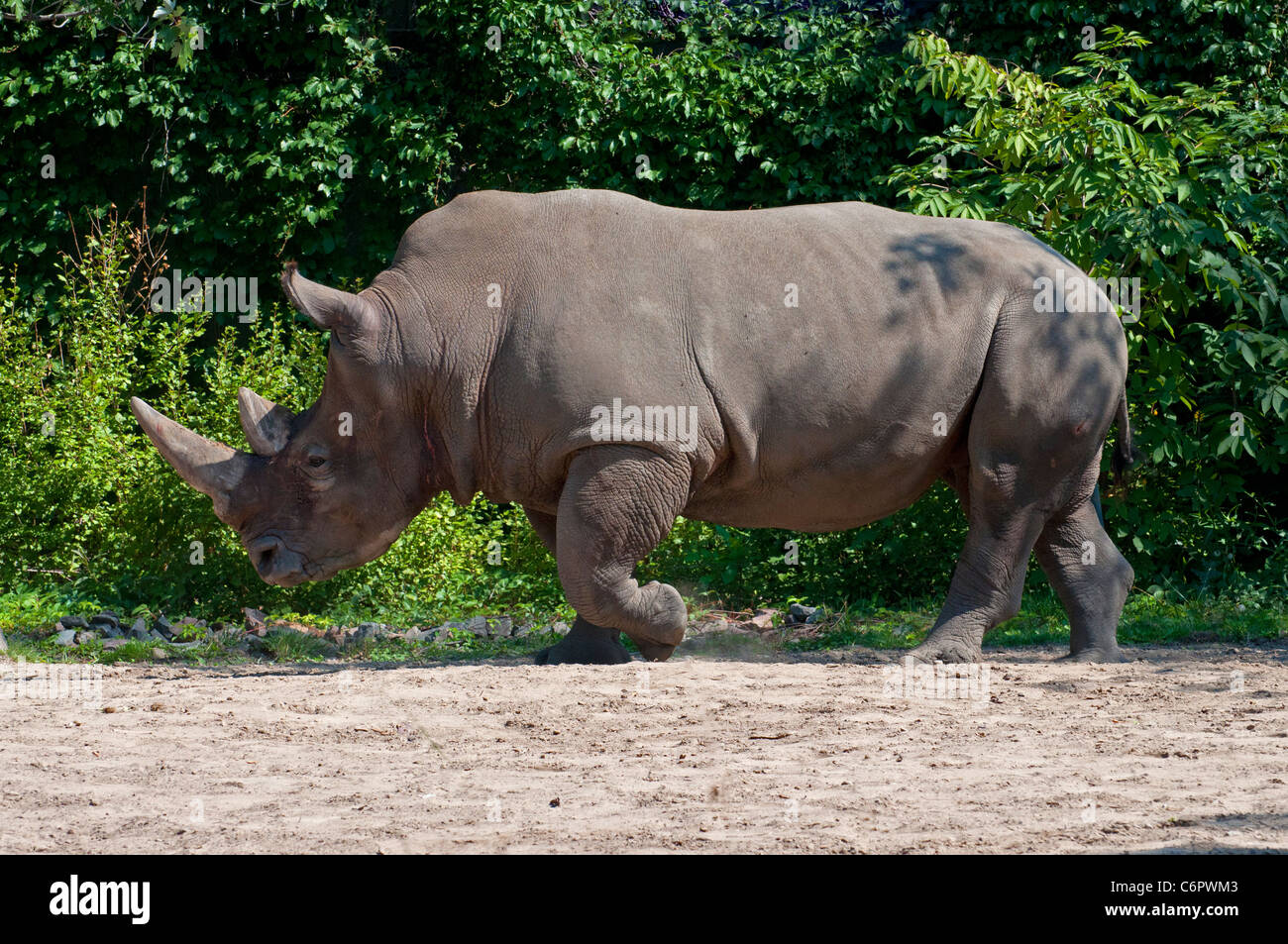 A view of a male Rhinoceros Stock Photo - Alamy