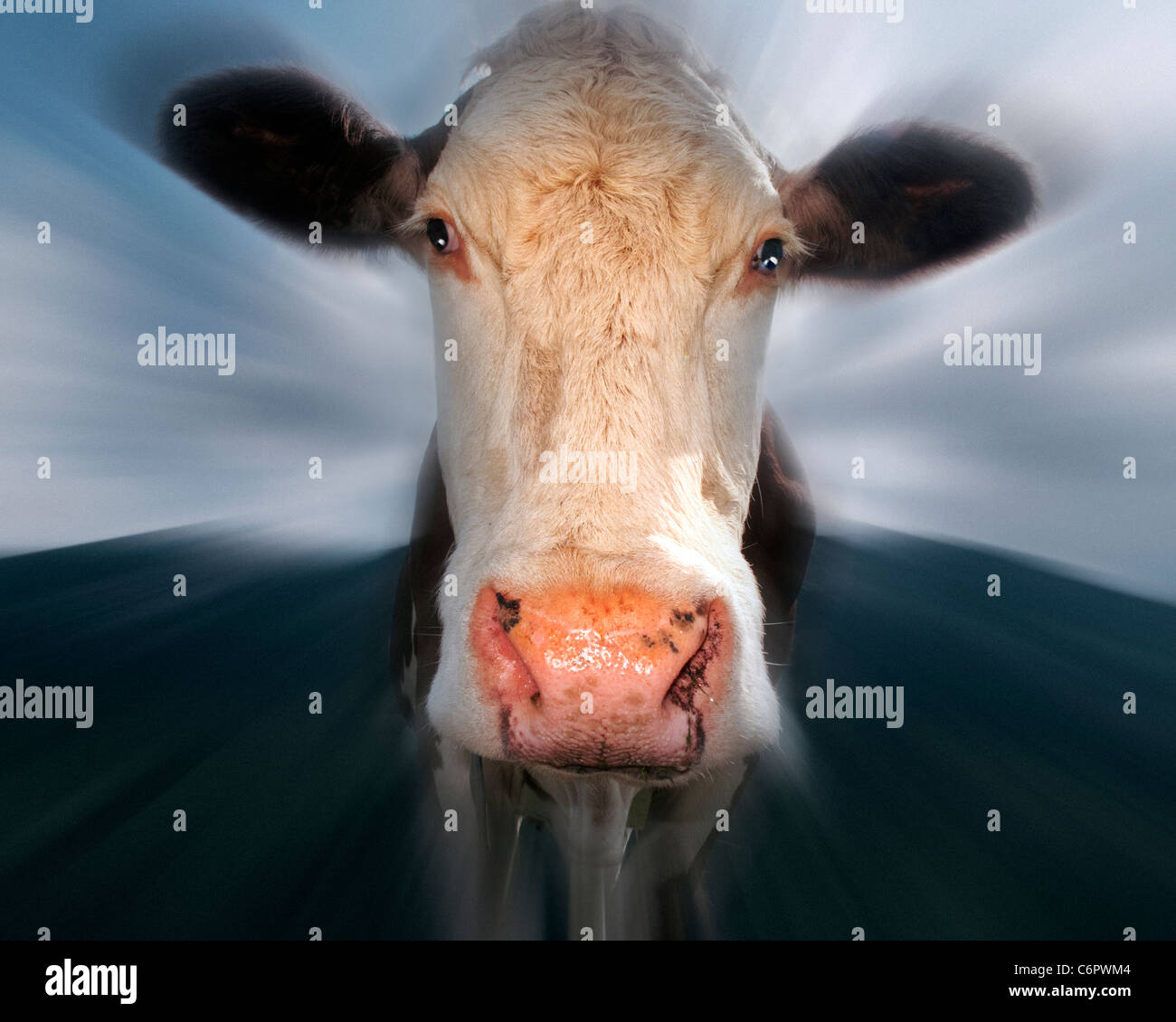 AGRICULTURE: The Cow in Front Stock Photo - Alamy