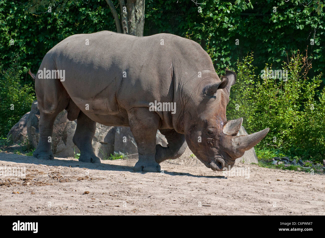 A view of a male Rhinoceros Stock Photo - Alamy