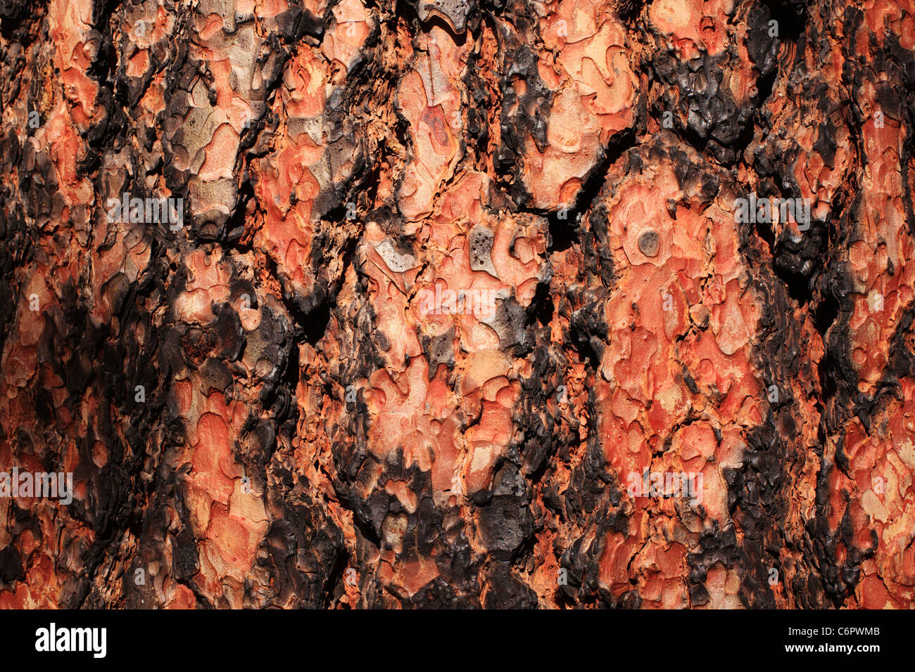 Ponderosa Pine Tree bark damaged by fire in Bandelier National Monument ...