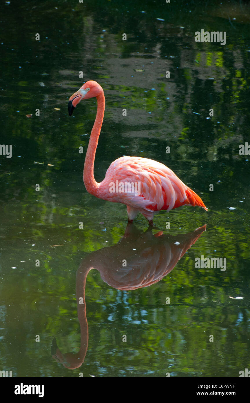 A Pink Flamingo Stock Photo - Alamy