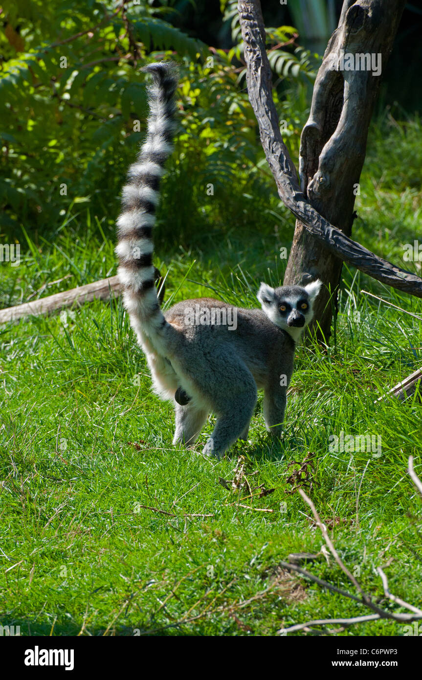 A male Ring-tailed Lemur Stock Photo - Alamy