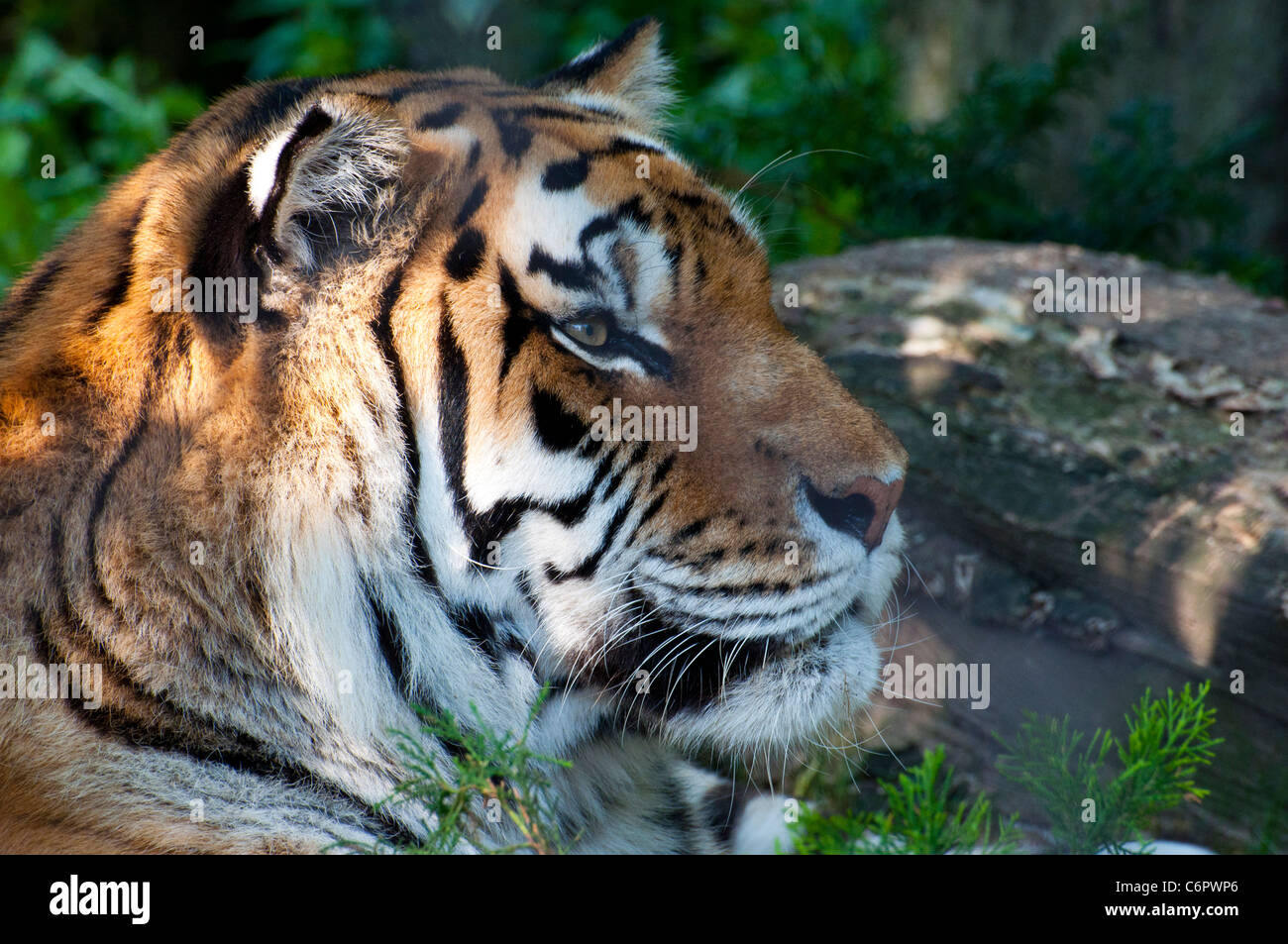 Close-up of a Siberian Tiger at the Granby Zoo Stock Photo - Alamy