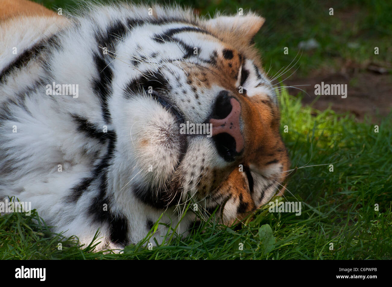Close-up of a Siberian Tiger at the Granby Zoo Stock Photo - Alamy