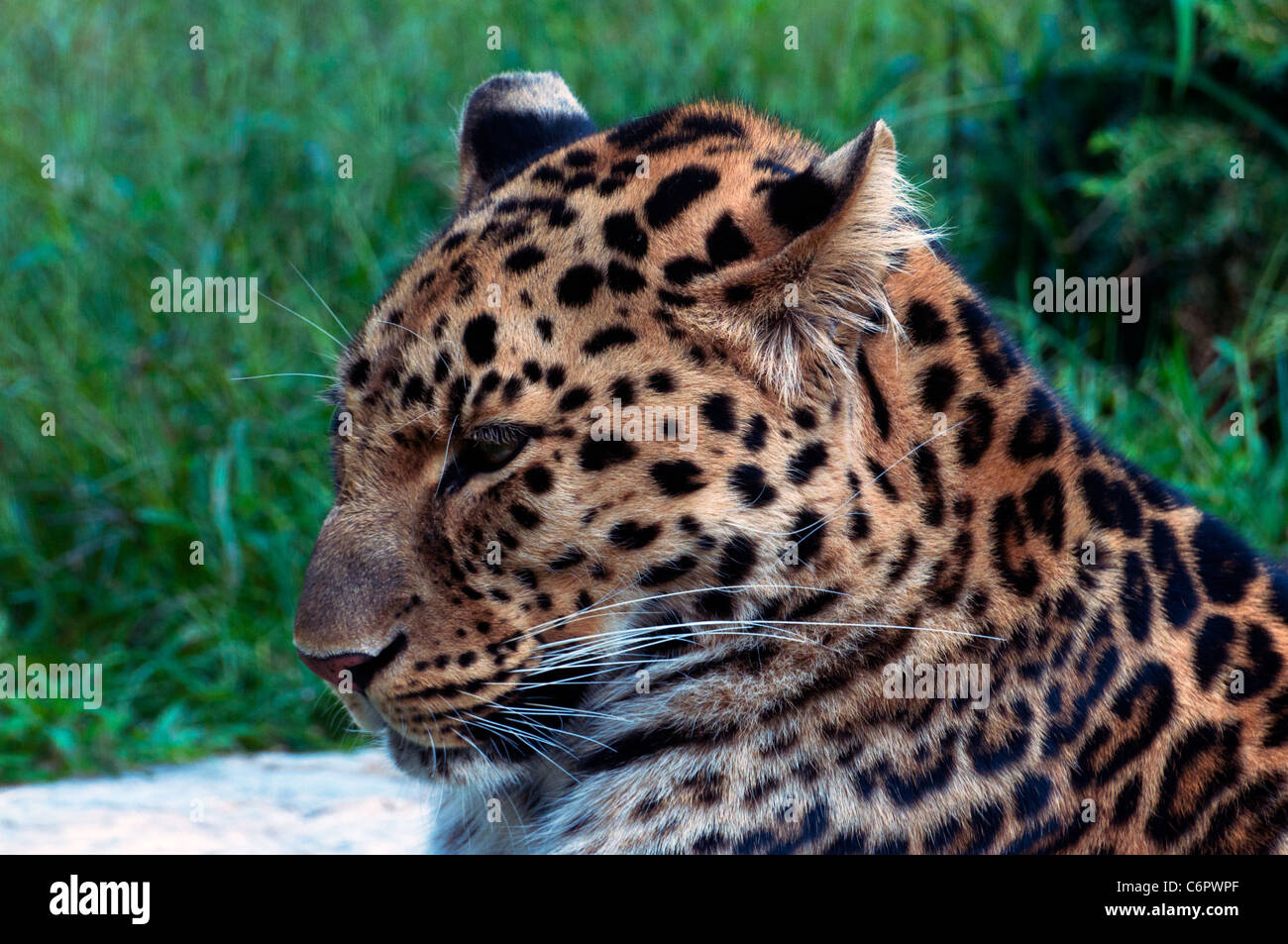 Close-up of an Amur Leopard at the Granby Zoo Stock Photo - Alamy