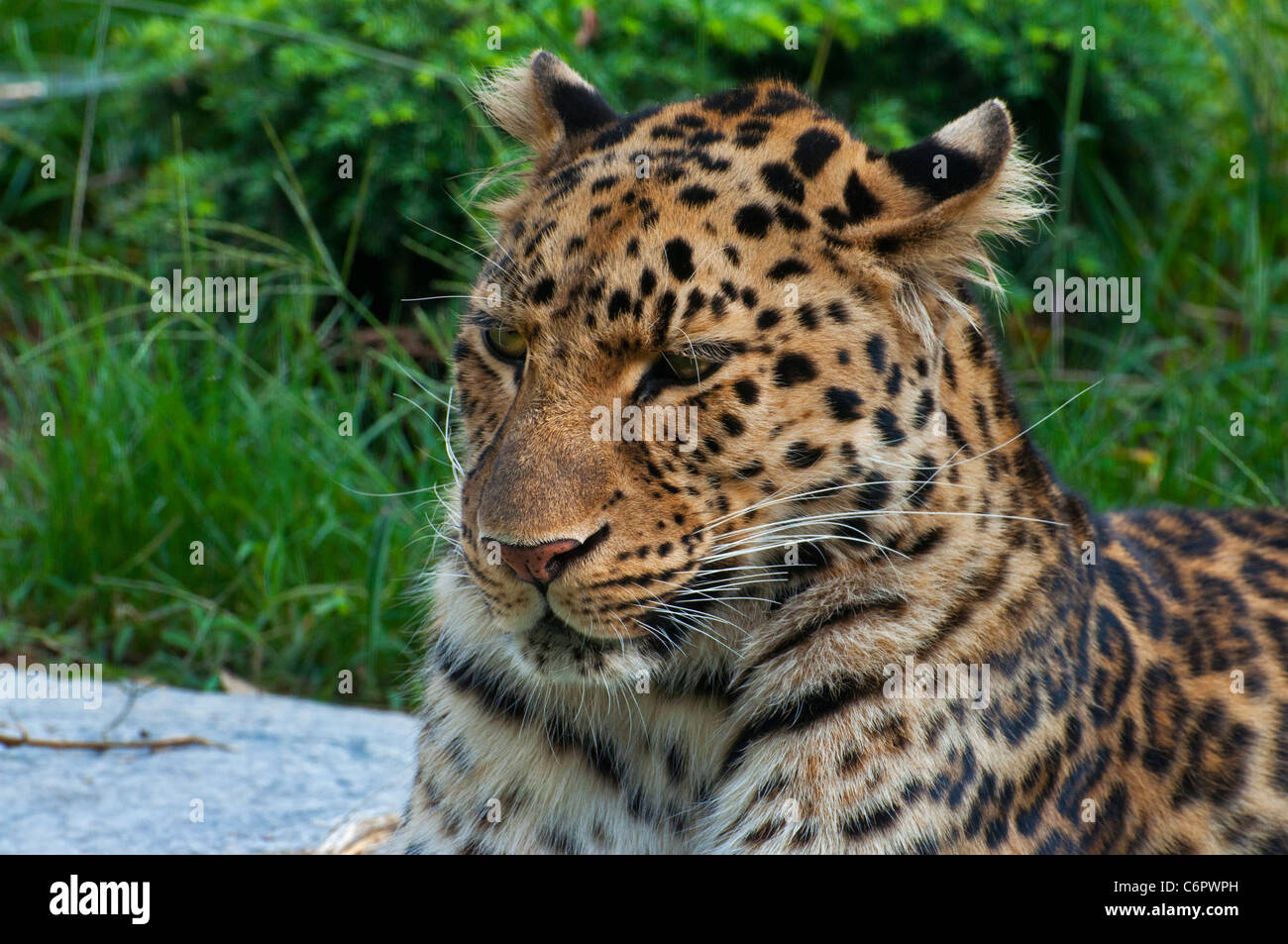 Amur leopard close up hi-res stock photography and images - Alamy