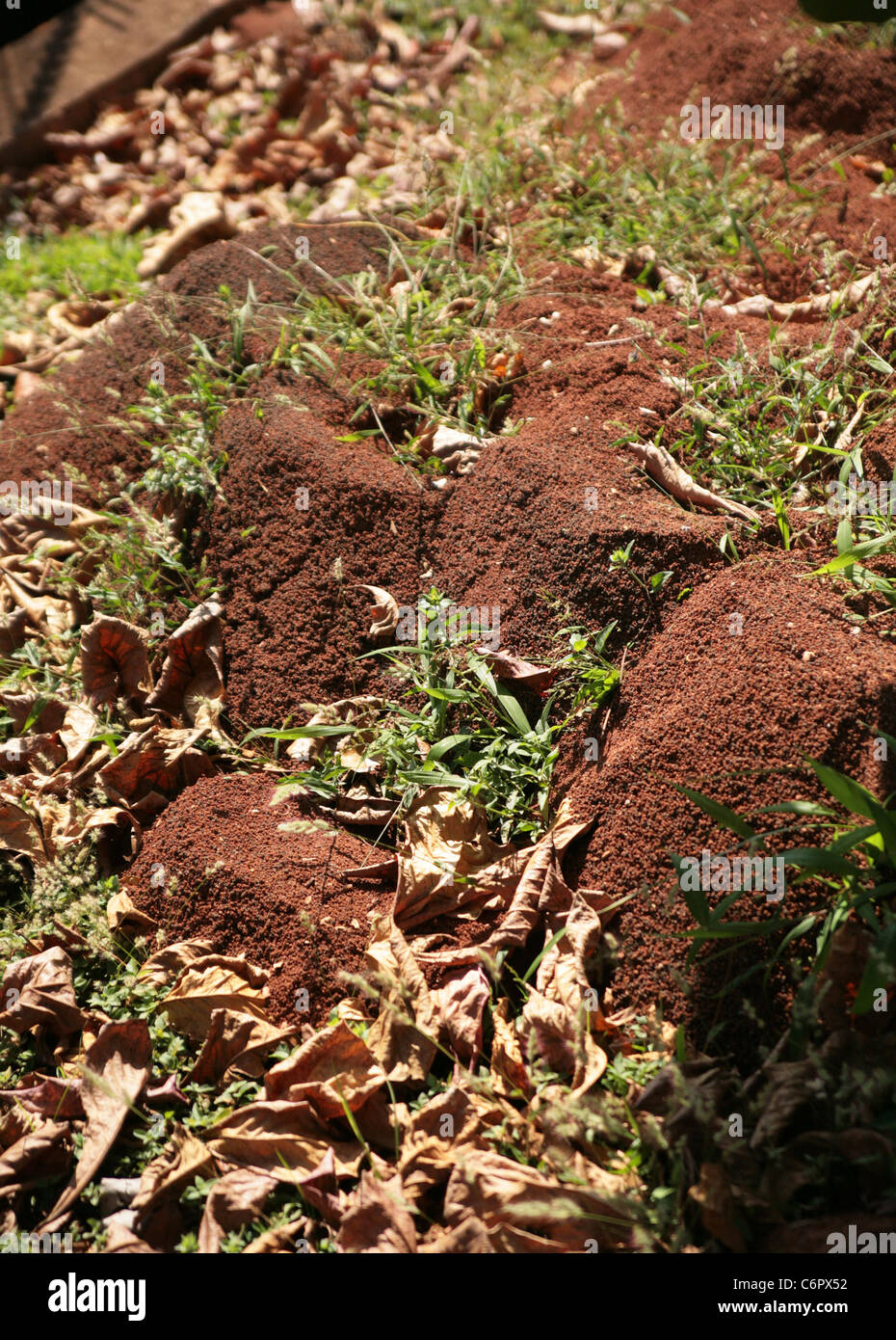 Leaf cutting ants colonies Stock Photo - Alamy