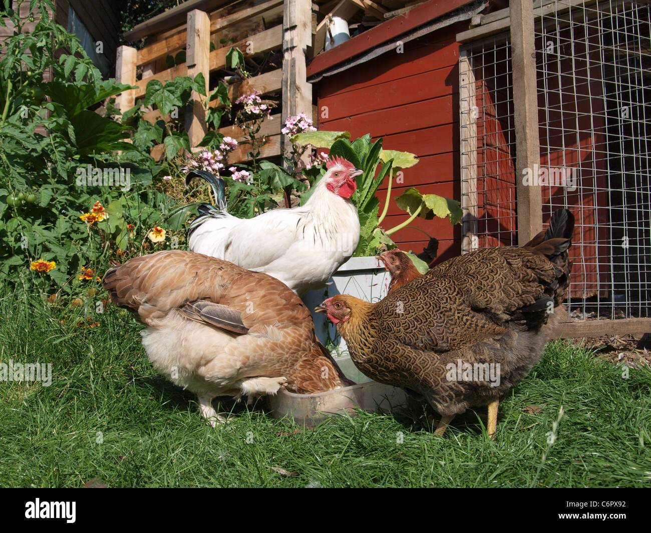 Mixed Flock Of Chickens The Art Of Chicken Diplomacy: A Guide To