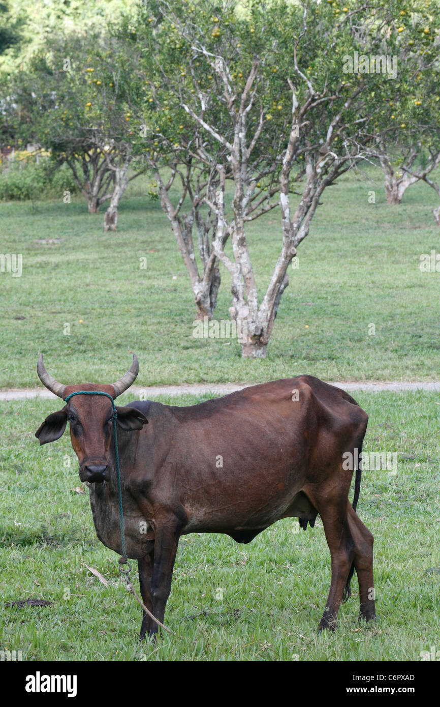 Brown bull hi-res stock photography and images - Alamy