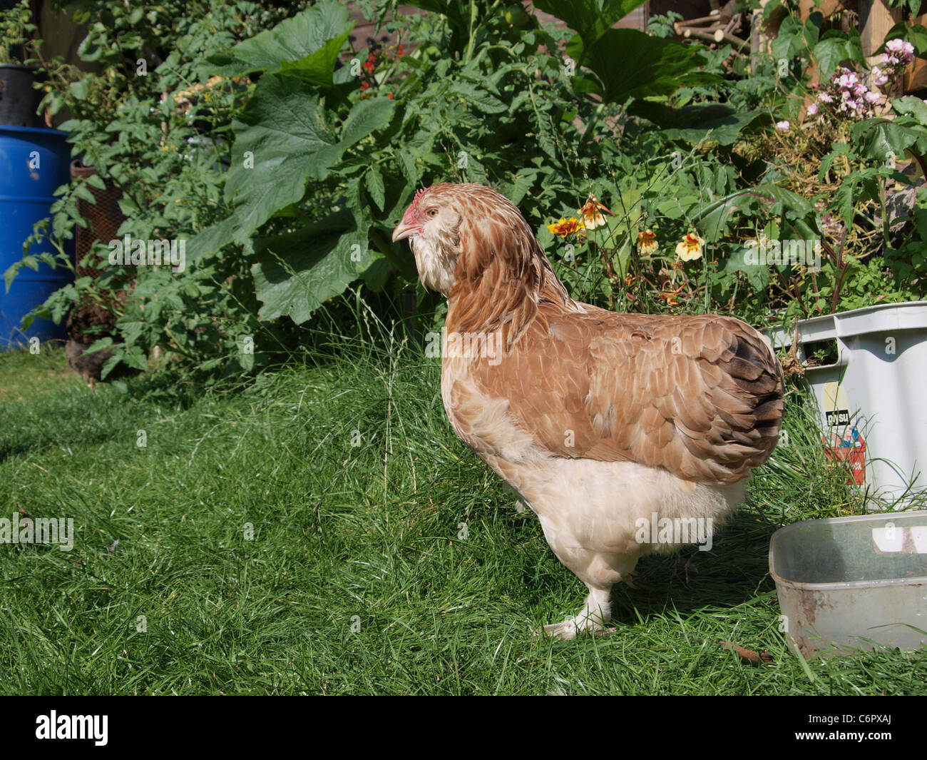 Faverolles Chicken High Resolution Stock Photography and Images - Alamy