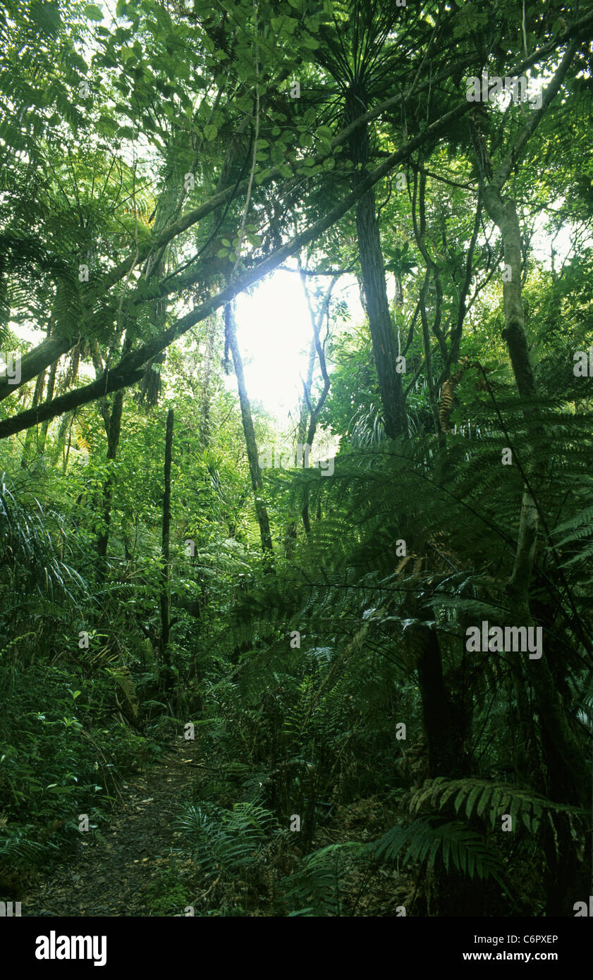 native forest in waipoua forest sanctuary, new zealand Stock Photo - Alamy