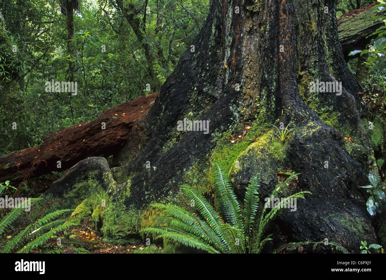Te urewera national park hi-res stock photography and images - Alamy