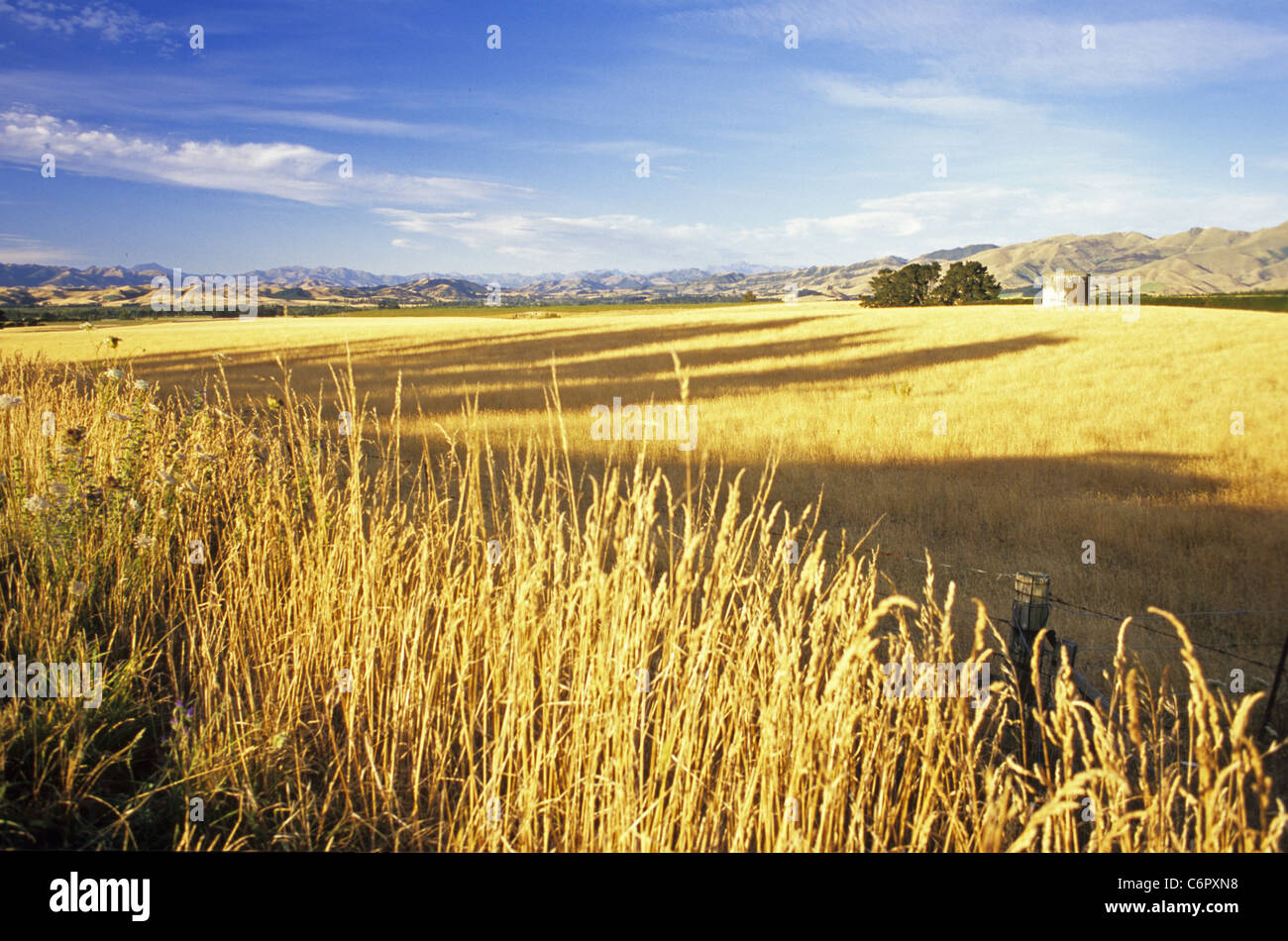 yellow fields, canterbury, new zealand Stock Photo - Alamy