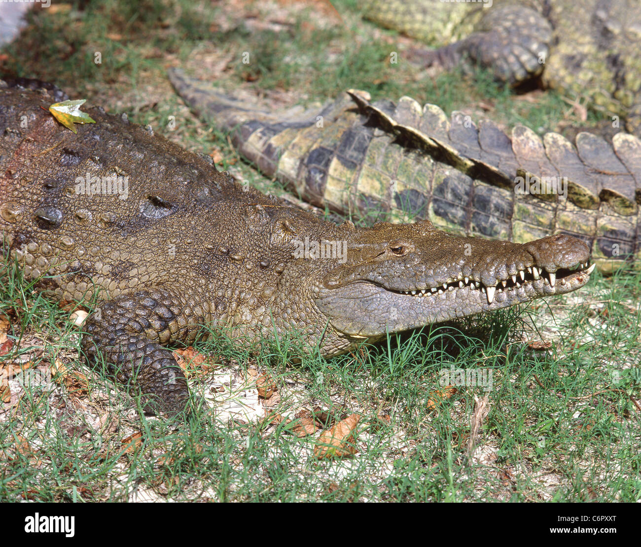 Everglades Sightseeing High Resolution Stock Photography and Images - Alamy