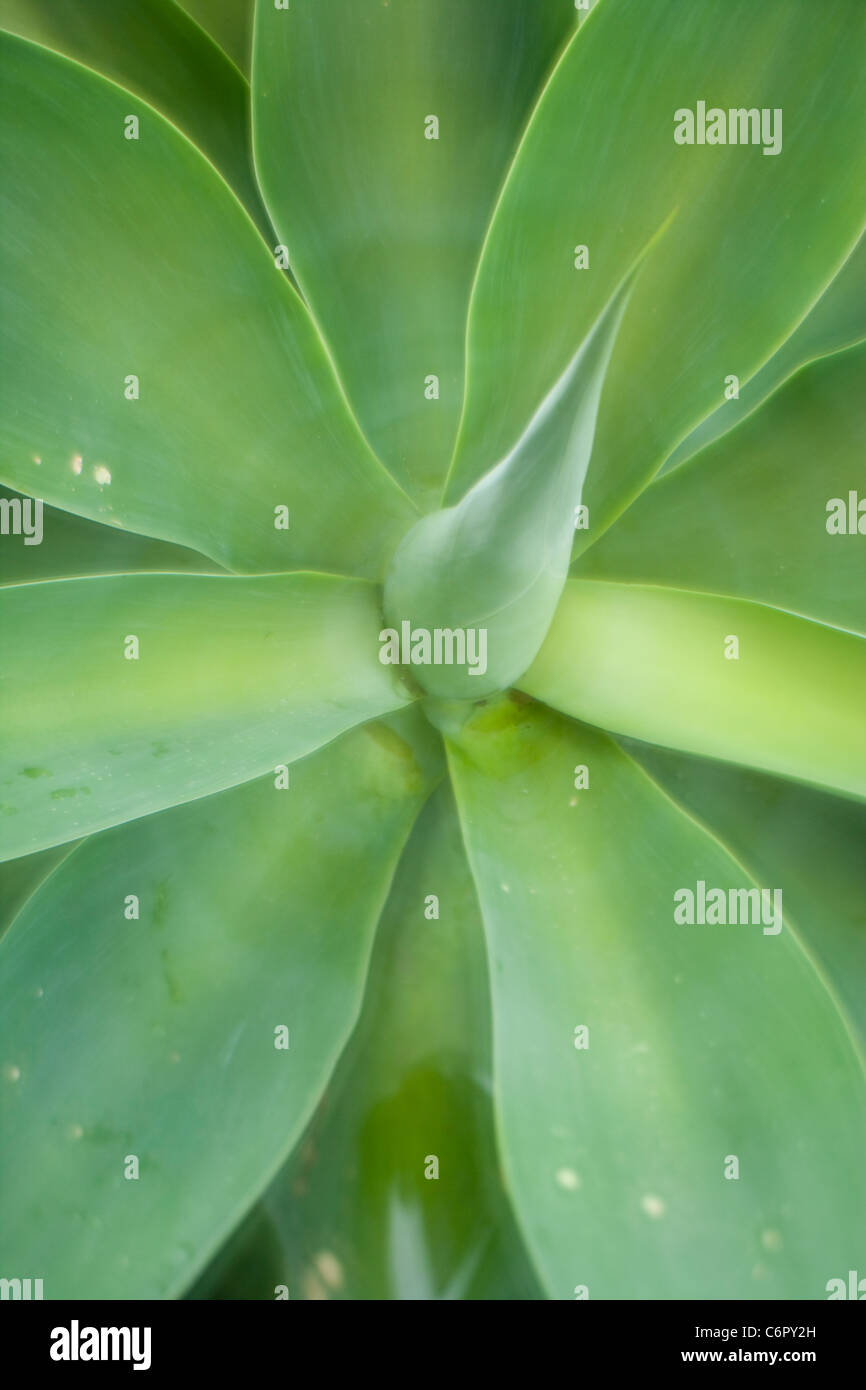 agave leaf pattern, Lensbaby Plastic Optic Optic Stock Photo - Alamy