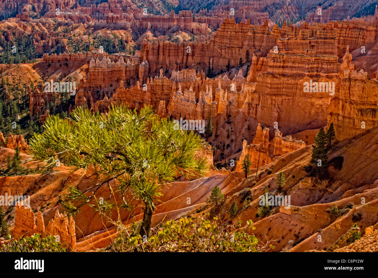 Pine Tree Looks Over Bryce Canyon National Park Stock Photo - Alamy