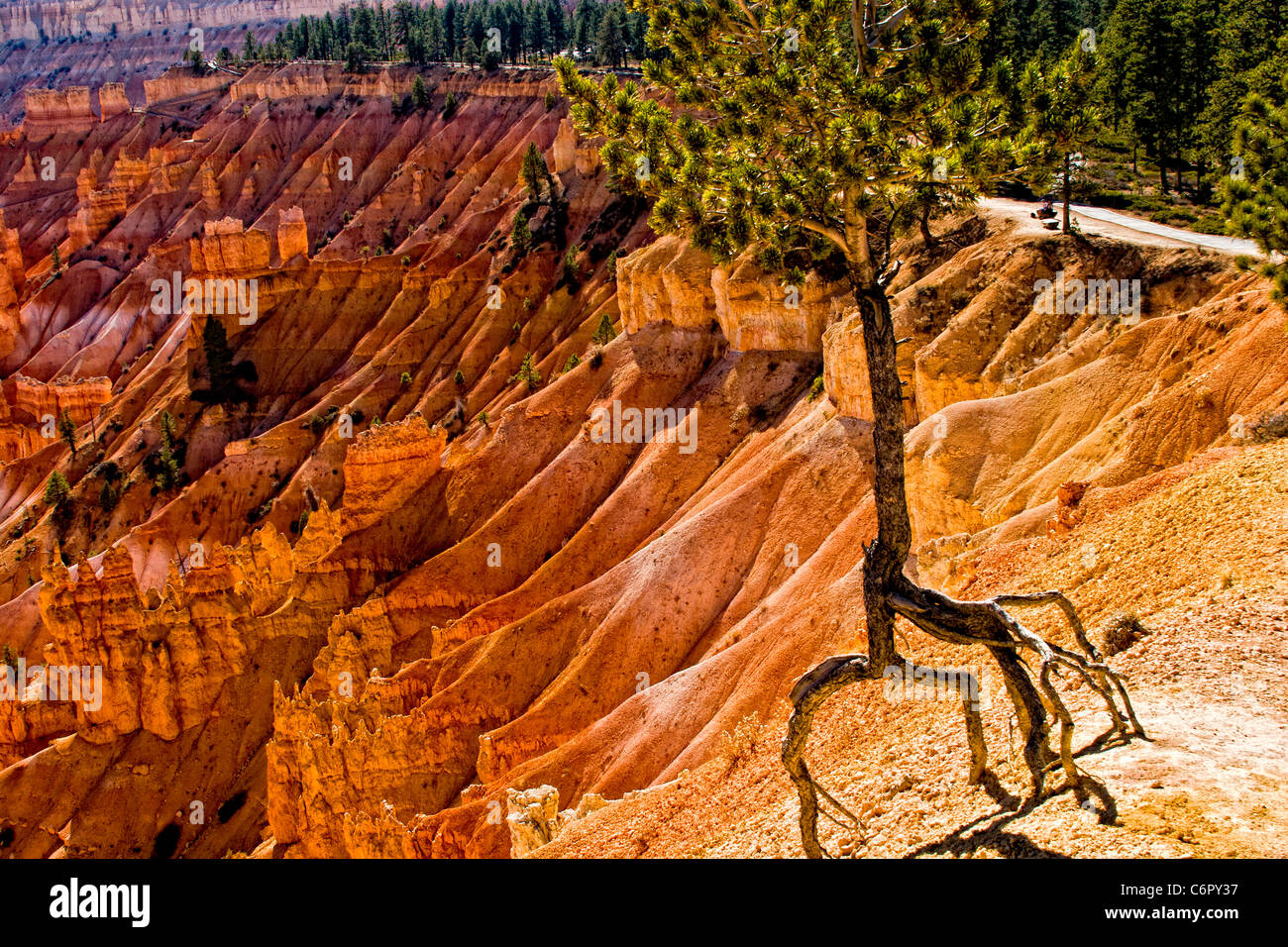 Pine Tree Bryce Canyon National Park Stock Photo - Alamy
