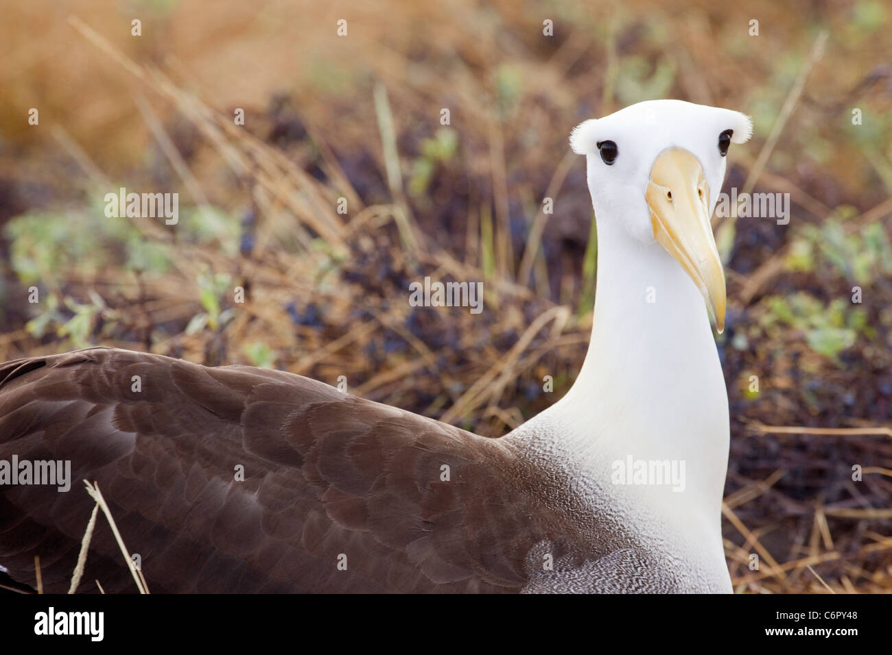 Waved Albatross (Phoebastria irrorata) nesting, Critically Endangered ...