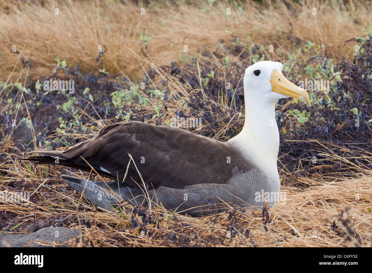 Waved Albatross (Phoebastria irrorata) nesting, Critically Endangered ...