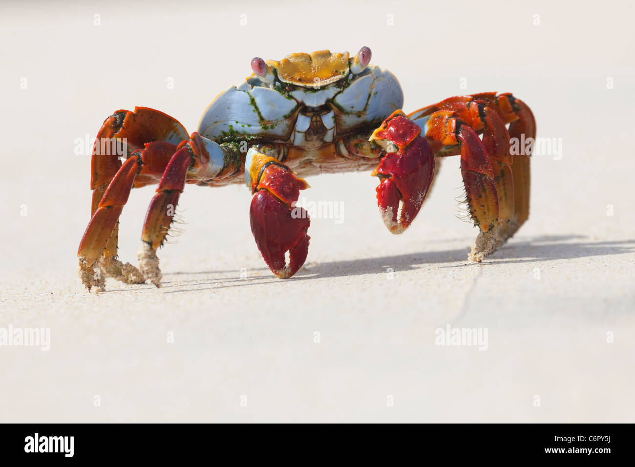 Grapsus High Resolution Stock Photography and Images - Alamy