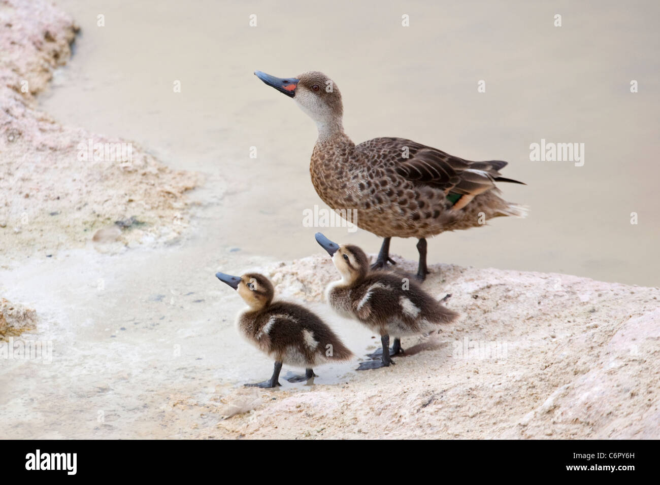Mother and baby ducks hi-res stock photography and images - Alamy