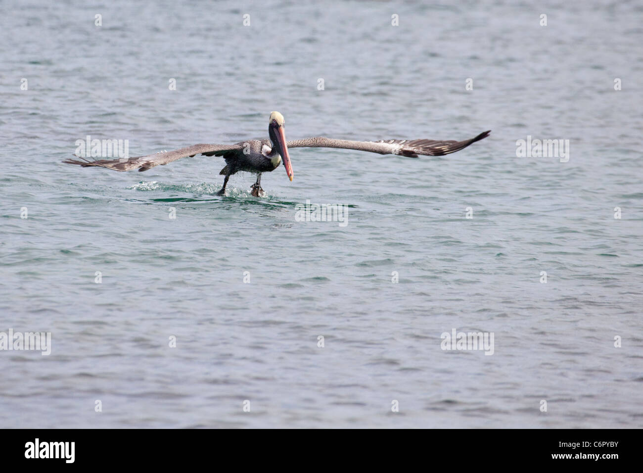 Latin pelecanus hi-res stock photography and images - Alamy