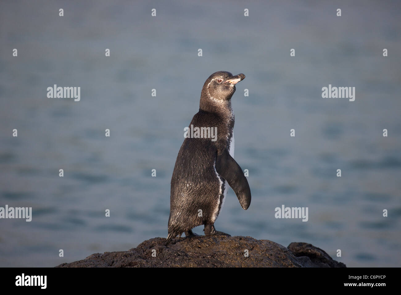 Galapagos Penguin standing on lava rock in Pacific ocean. Spheniscus ...
